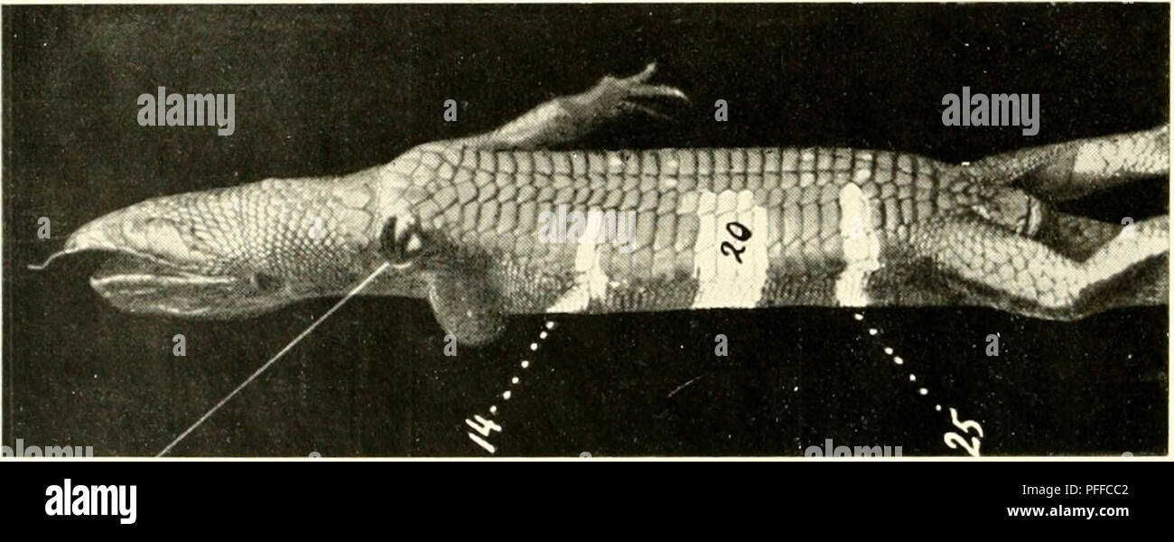 This image shows the dermatomeric structure of the nervous system in ...