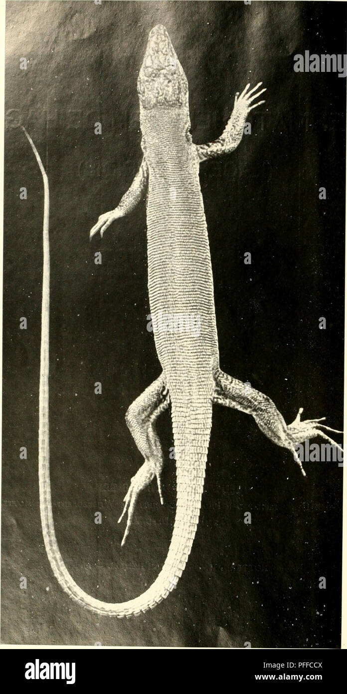 This work discusses the dermatomeric structure of the green lizard ...