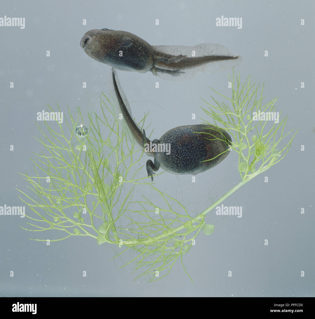 Two tadpoles with legs in water with weeds Stock Photo - Alamy