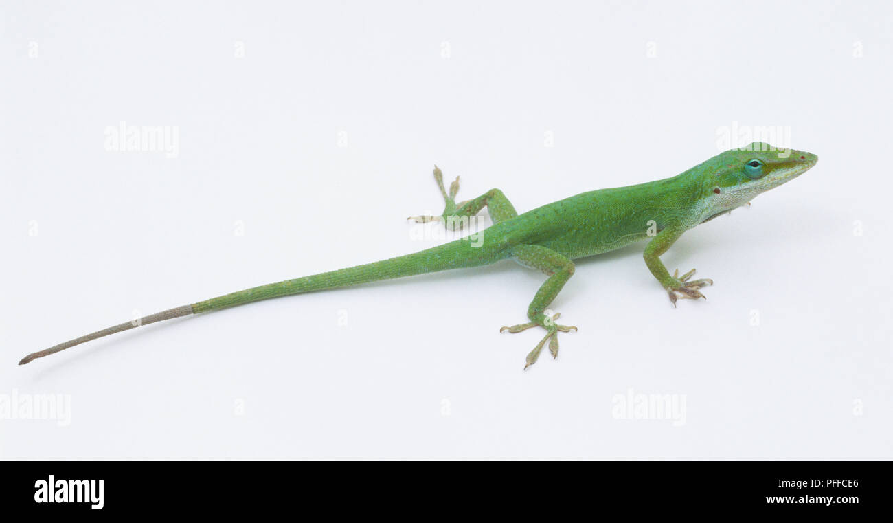 Carolina Anole lizard (Anolis carolinensis), side view Stock Photo - Alamy