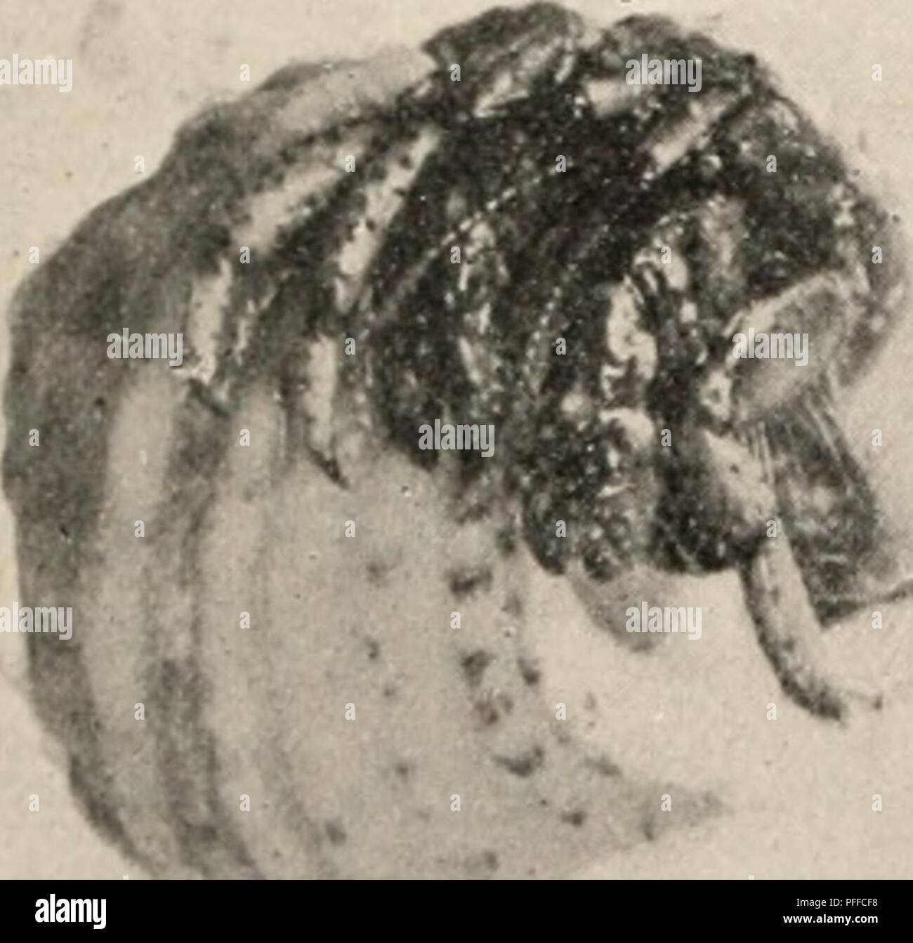 This study of Bermuda's decapod crustaceans highlights unique species ...