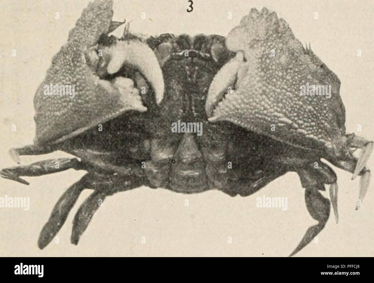 A scientific study of decapod crustaceans from the Bermuda Islands ...