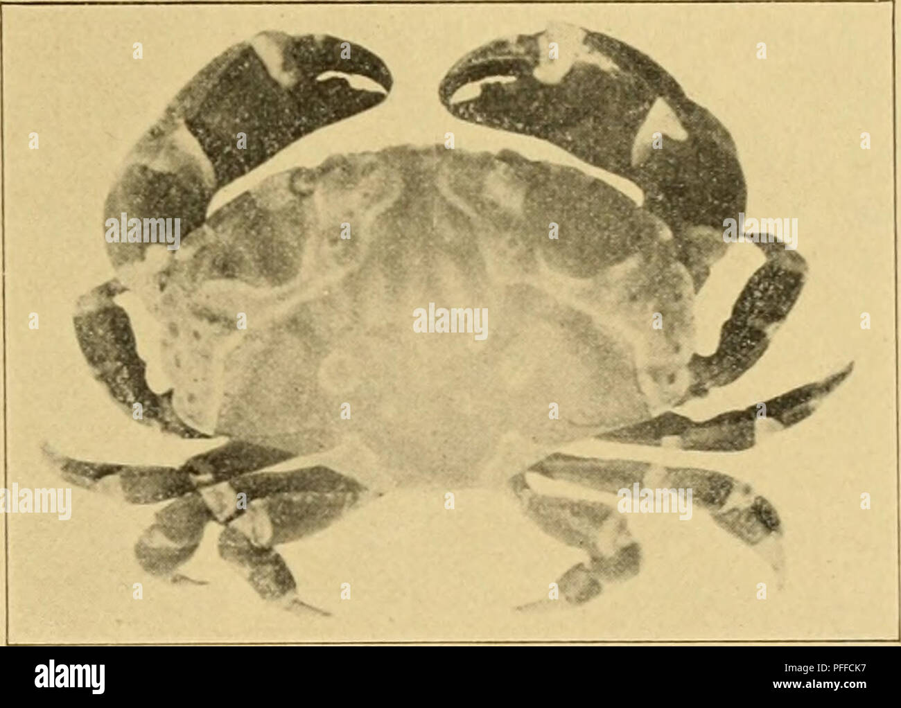 Common swimming crabs hi-res stock photography and images - Alamy
