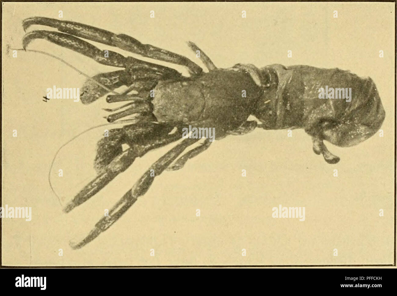 . Decapod Crustacea of Bermuda. Their distribution, variations, and ...