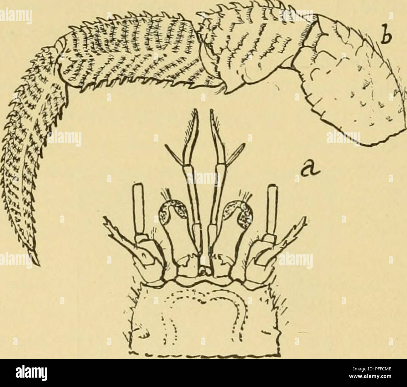 This image showcases the decapod crustacean species from Bermuda ...