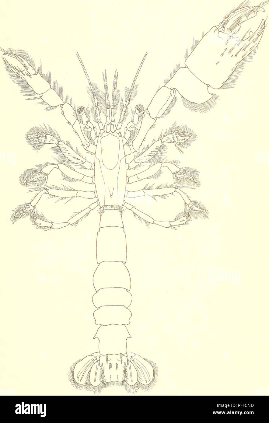 This plate illustrates the decapod crustaceans of the northwest coast ...