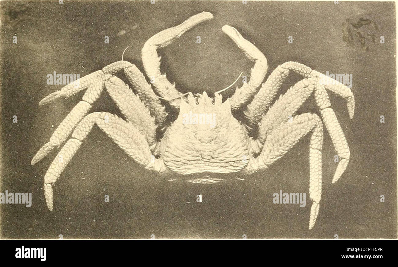 Understanding crustacean morphology hi-res stock photography and images ...