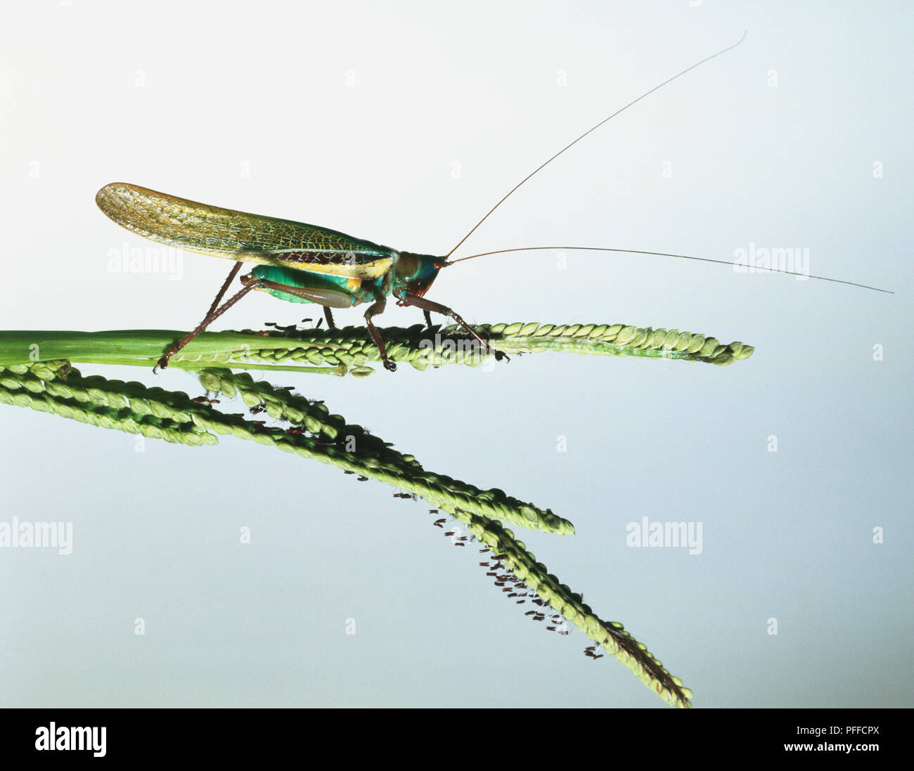 A Cricket (Gryllidae) climbing plant stem, side view Stock Photo - Alamy
