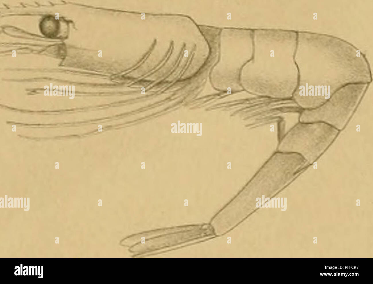 This image shows illustrations of decapods and schizopods from a ...