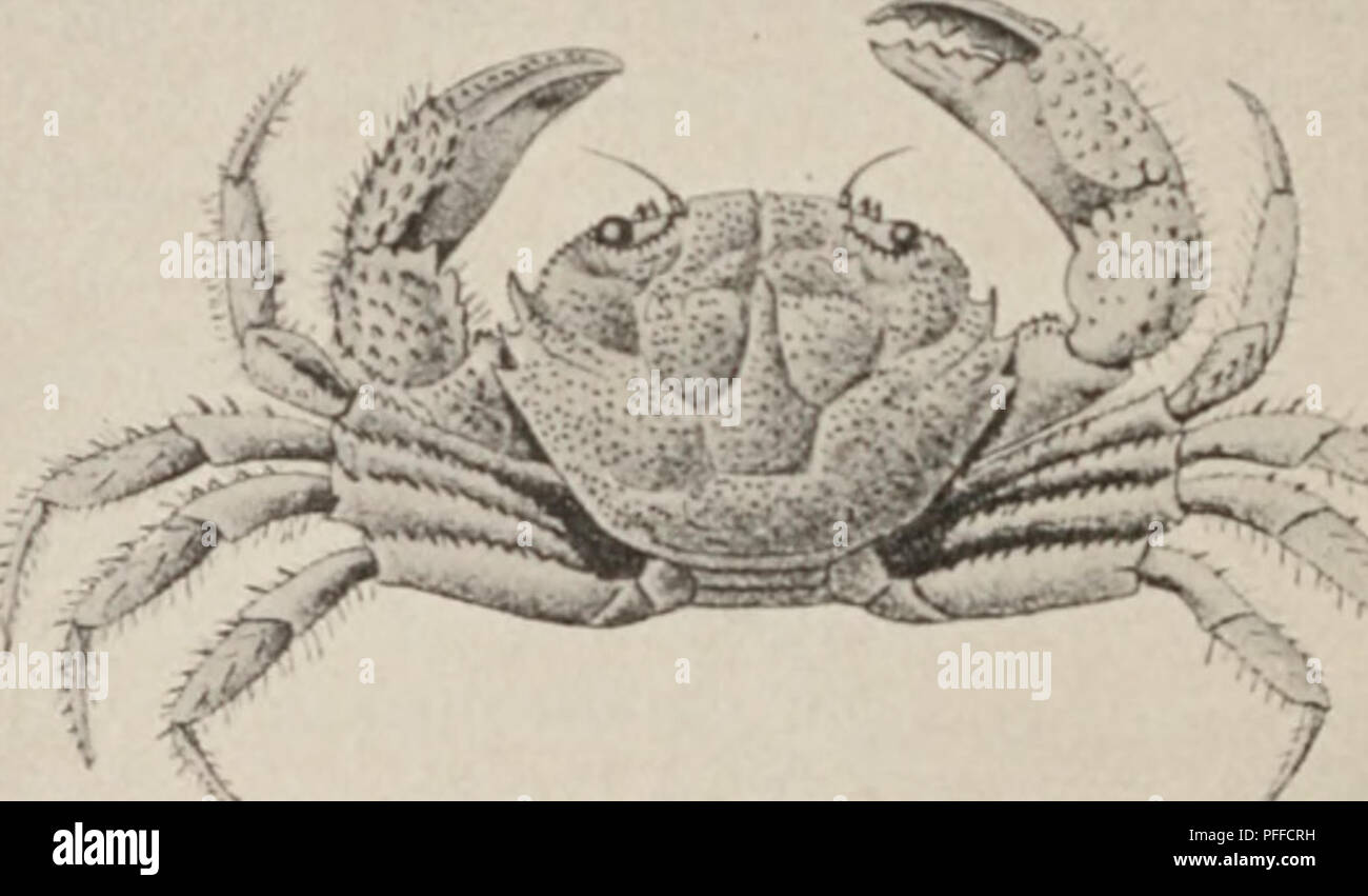This illustration depicts the Decapod crustaceans found in Bermuda ...