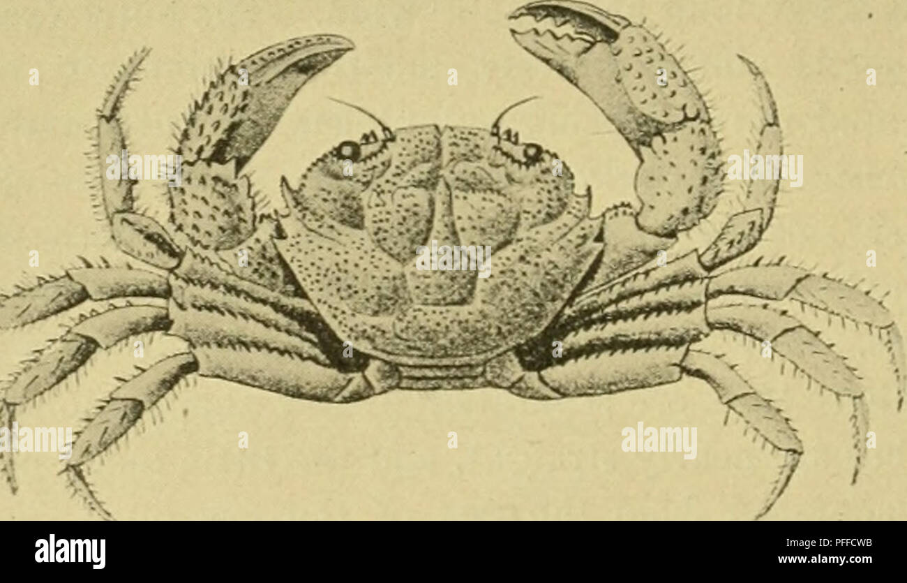 . Decapod Crustacea of Bermuda. Their distribution, variations, and ...