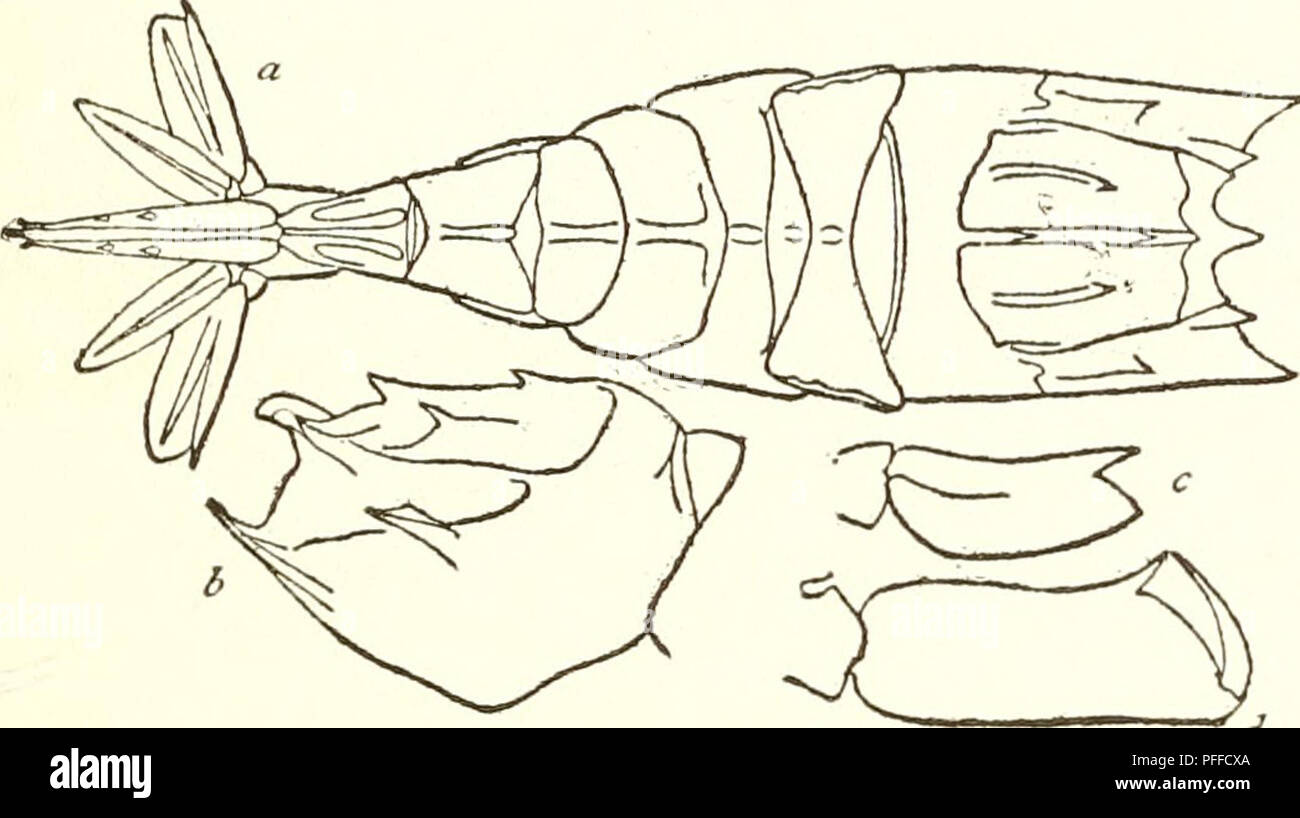 . Decapod crustaceans of the northwest coast of North America ...