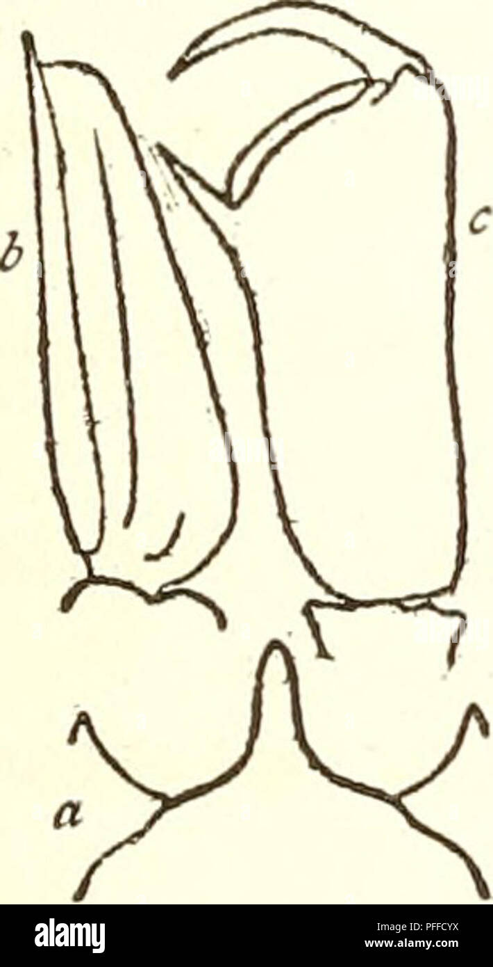 Antennal Segments High Resolution Stock Photography and Images - Alamy