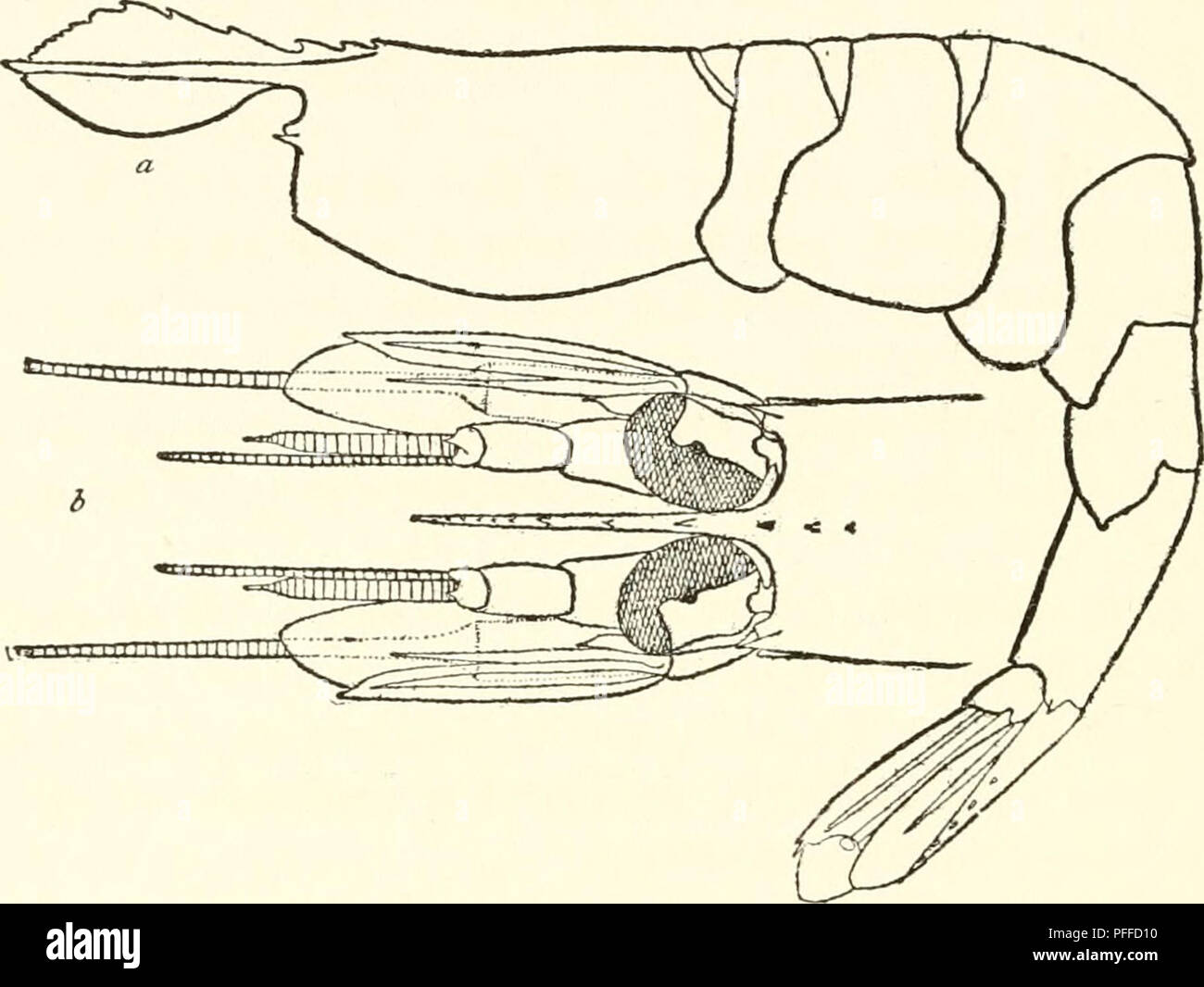 This study by Rathbun examines decapod crustaceans from the northwest ...
