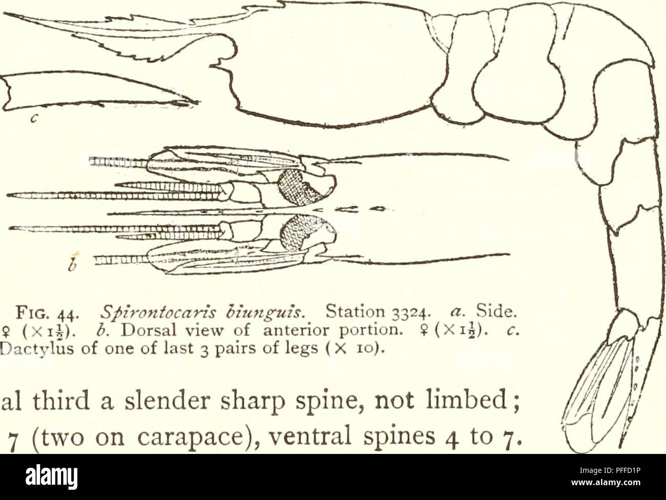 Longer rostrum hi-res stock photography and images - Alamy