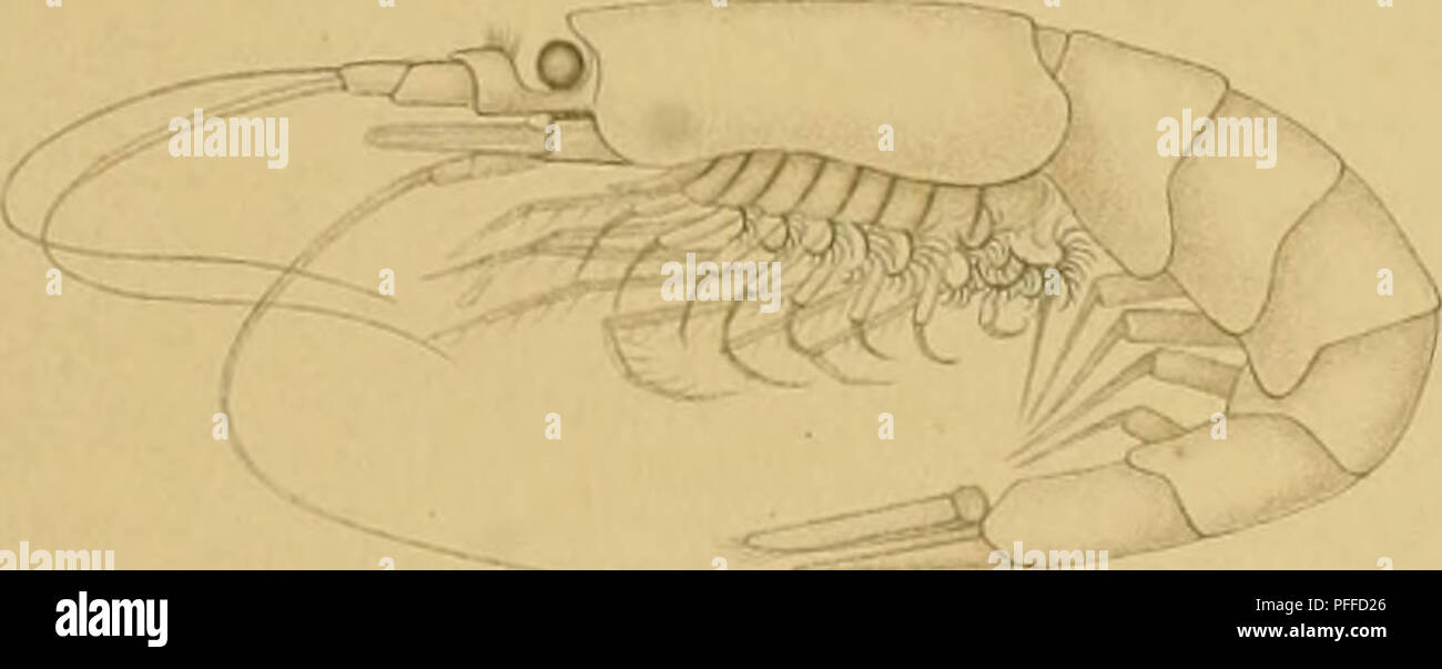 This scientific work provides a detailed study of decapod and schizopod ...