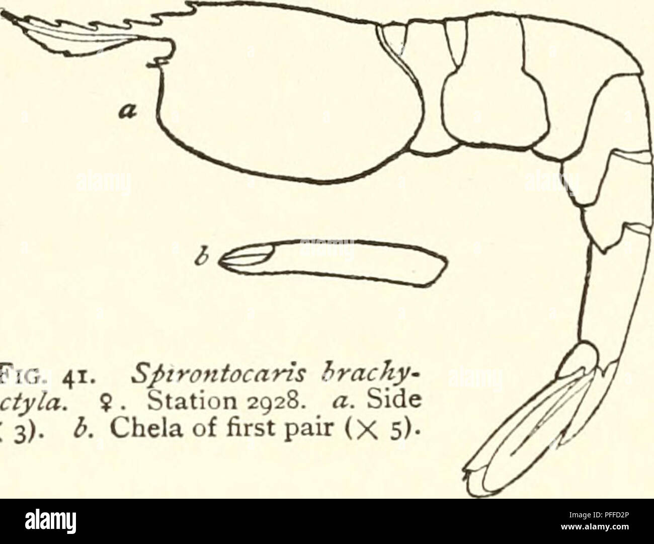 . Decapod crustaceans of the northwest coast of North America ...