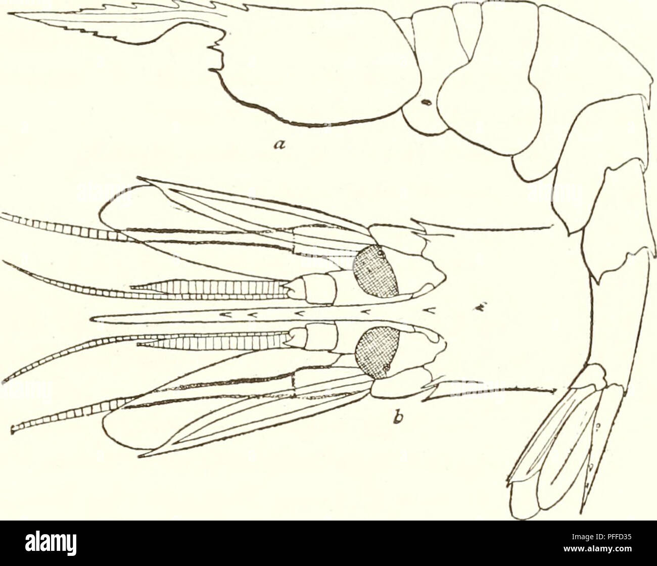 . Decapod crustaceans of the northwest coast of North America ...