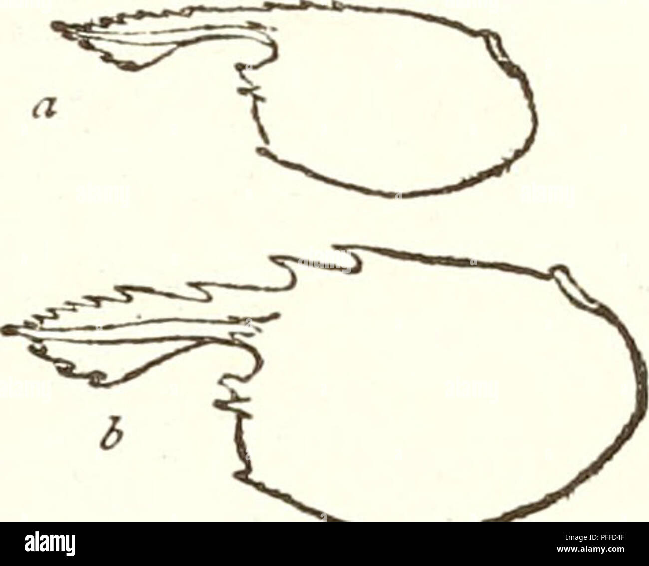 . Decapod crustaceans of the northwest coast of North America ...