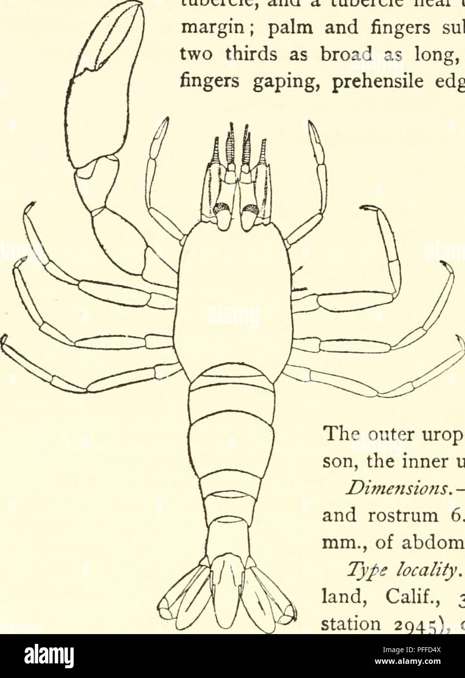 . Decapod crustaceans of the northwest coast of North America ...