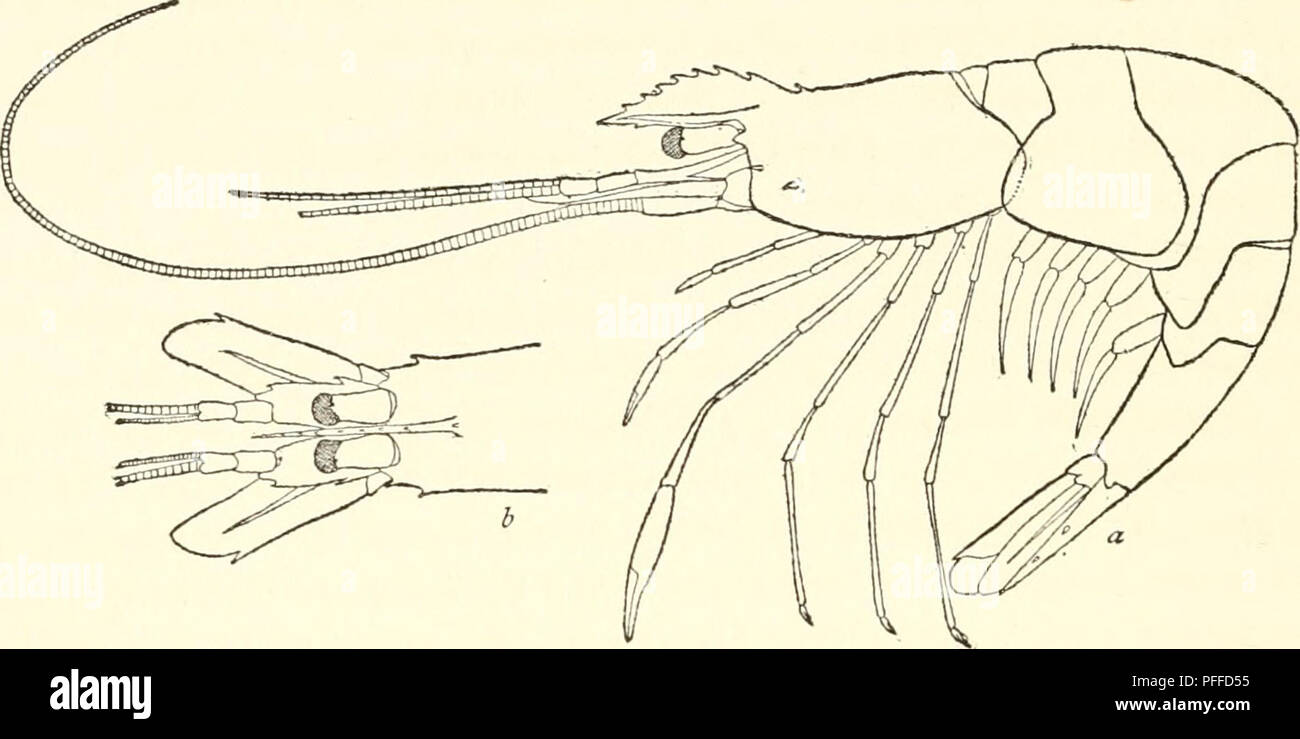 . Decapod crustaceans of the northwest coast of North America ...