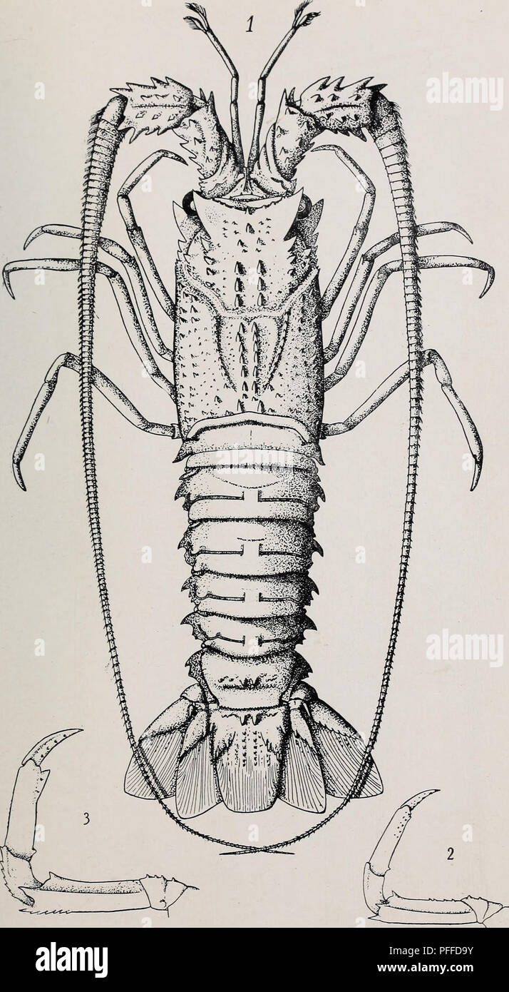 Fig 1 14 hi-res stock photography and images - Alamy