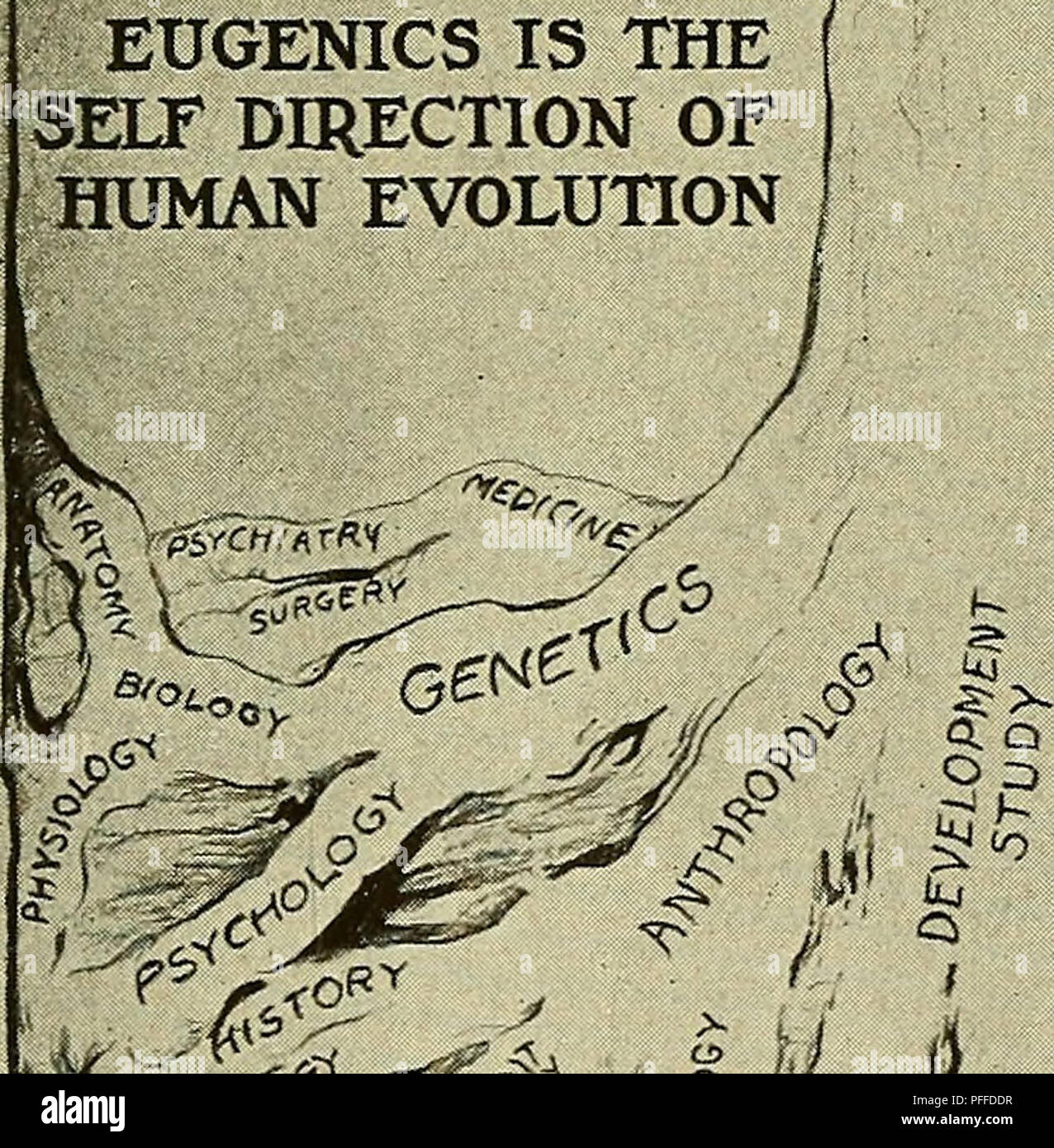 Eugenics tree hi-res stock photography and images - Alamy