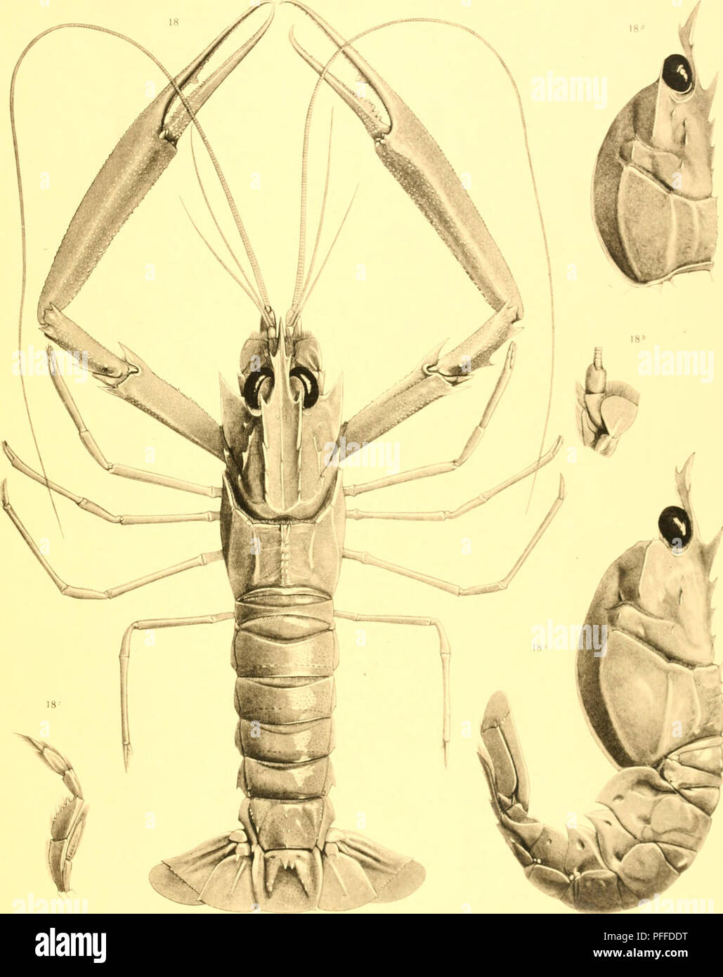 This work provides an in-depth study of Decapoda crustaceans collected ...