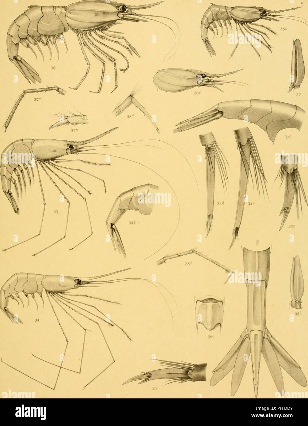 The image from 'The Decapoda of the Siboga Expedition' showcases ...