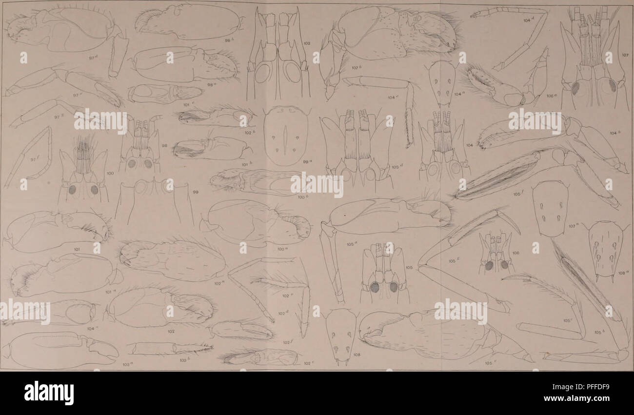 This image comes from 'The Decapoda of the Siboga Expedition,' a ...