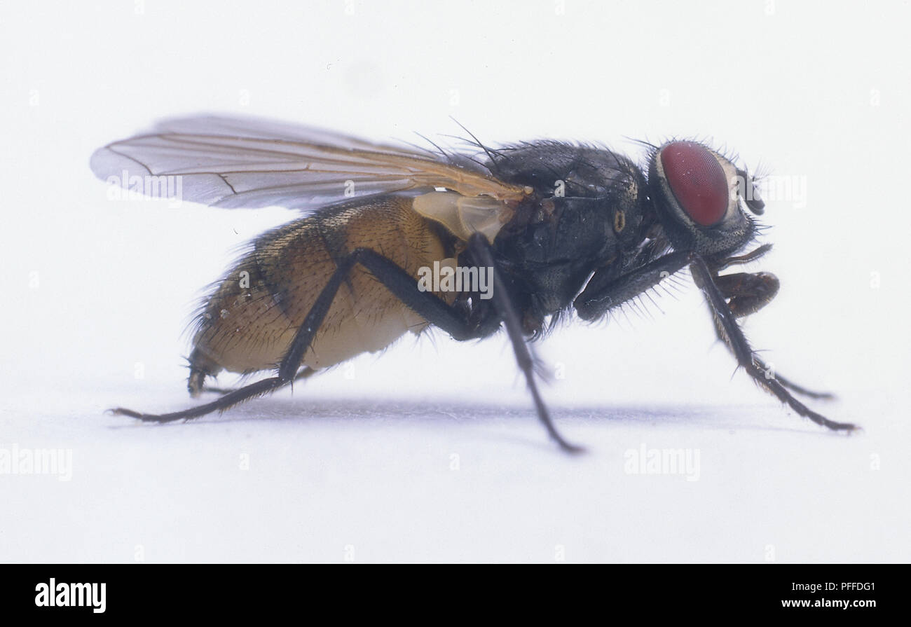 Black house fly Stock Photo - Alamy