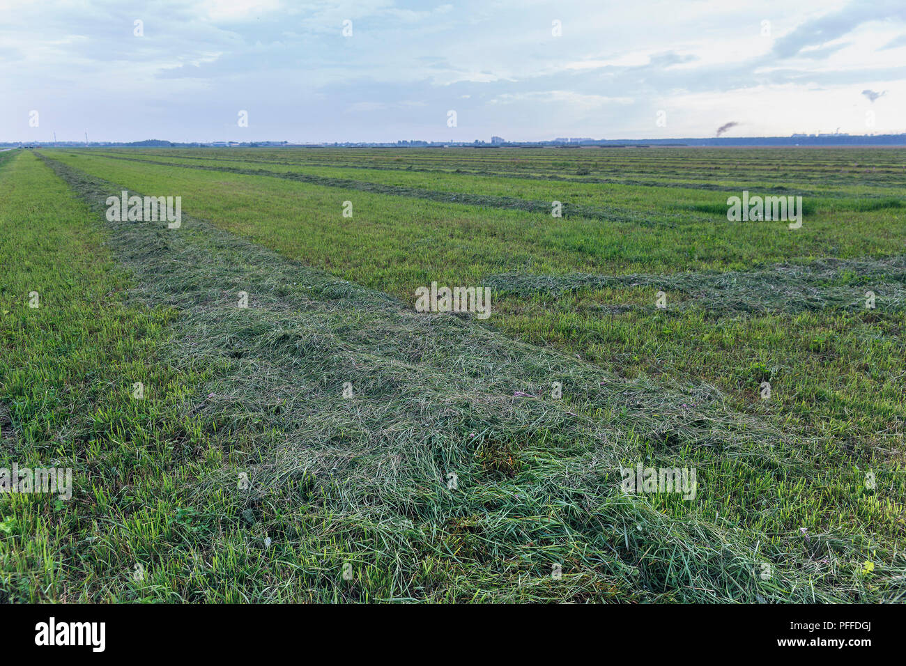 a line of freshly cut grass on a field close-up Stock Photo - Alamy