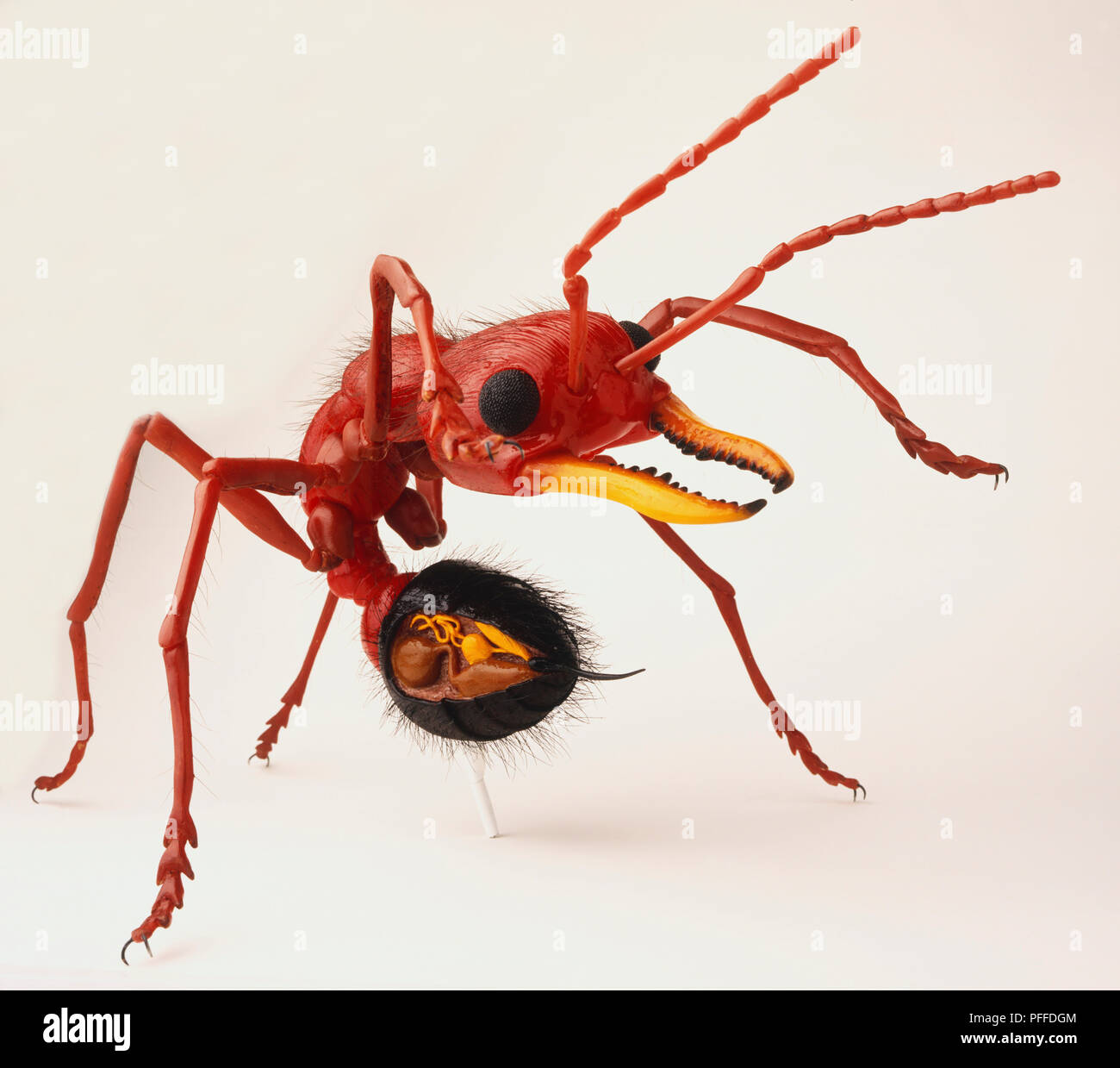 Bulldog Ant Size
