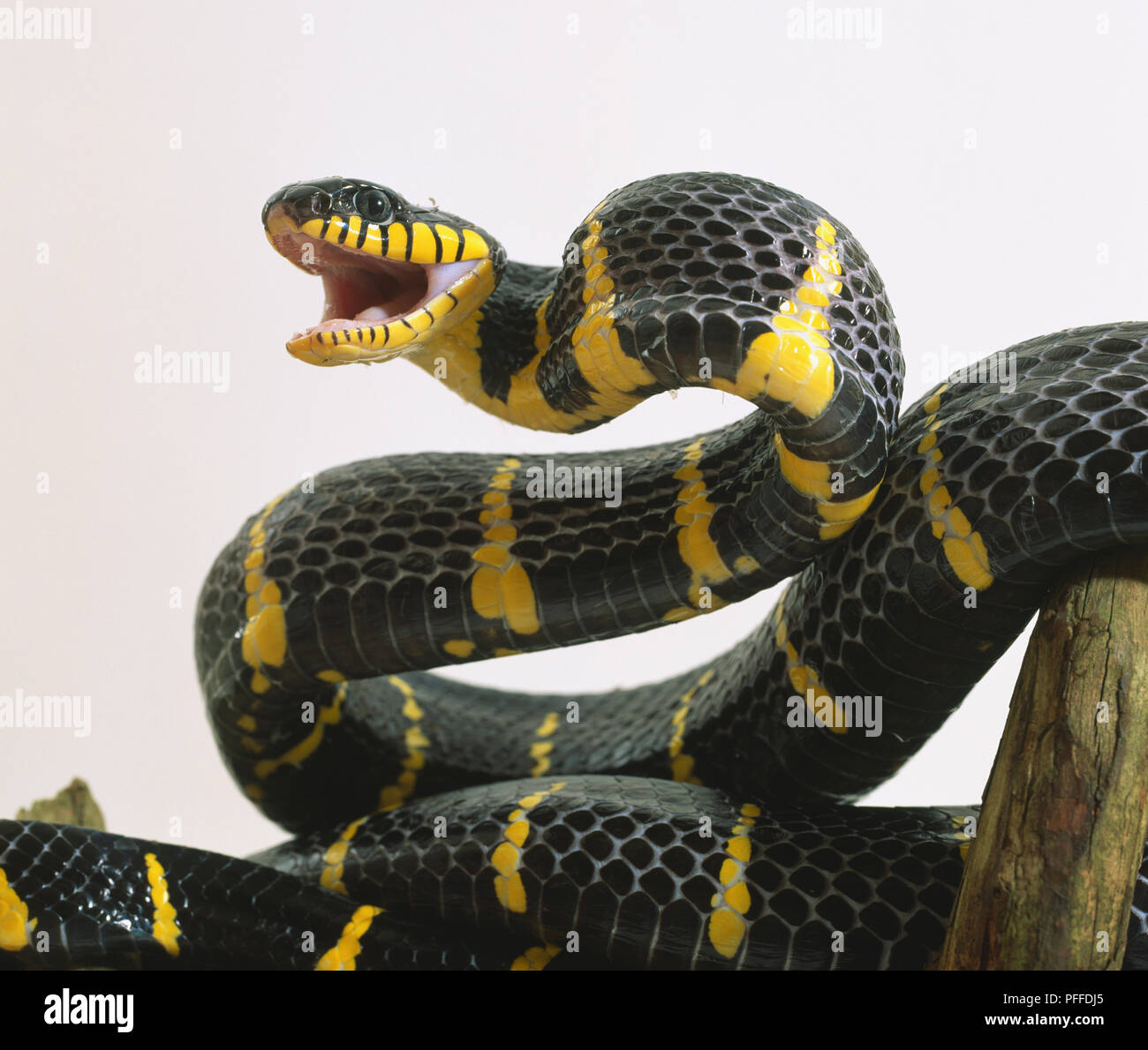 Mangrove snake hi-res stock photography and images - Alamy