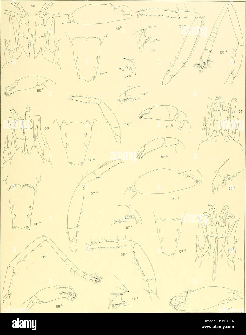 This image from the Siboga Expedition focuses on the Decapoda, a ...