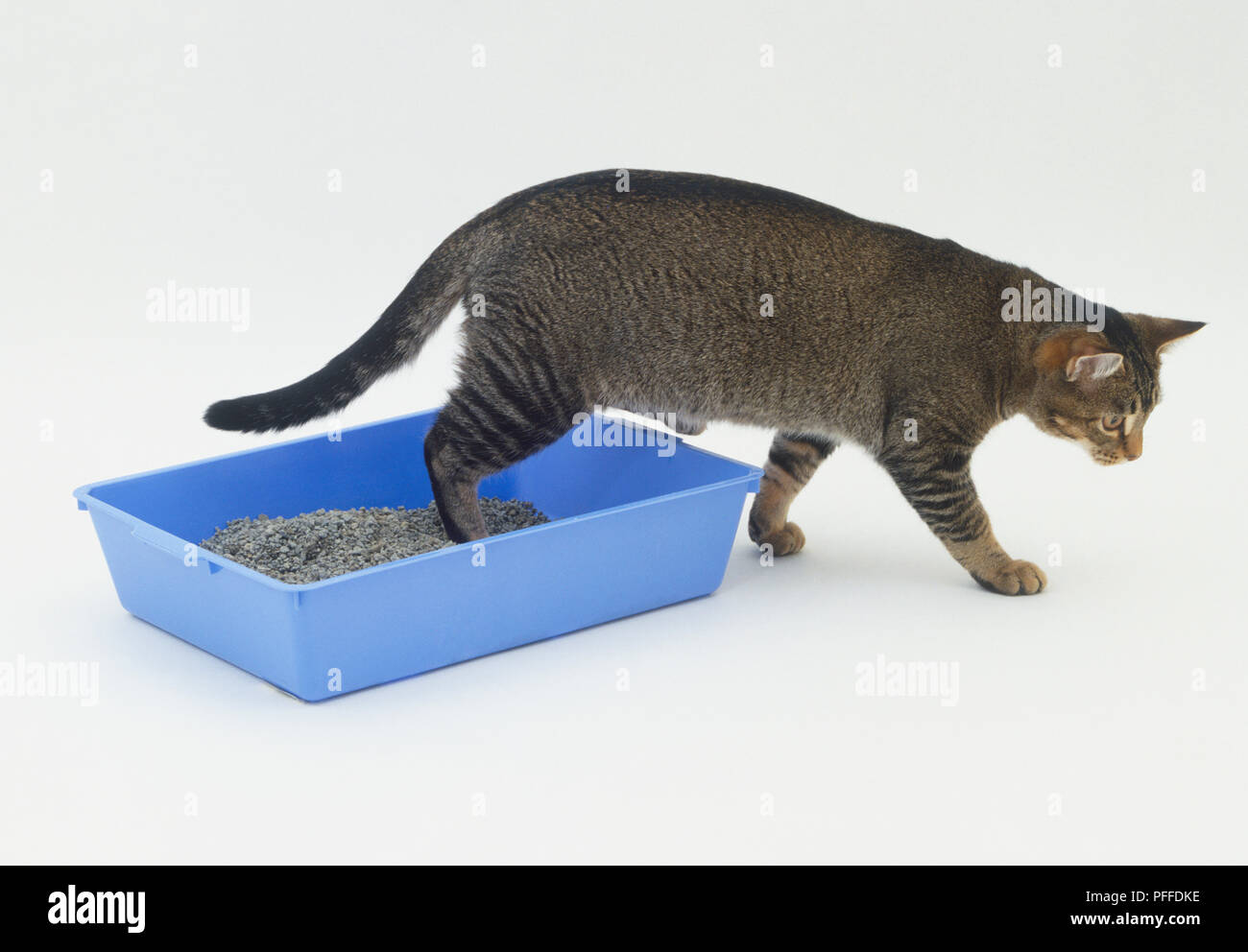 Cat stepping hi-res stock photography and images - Alamy