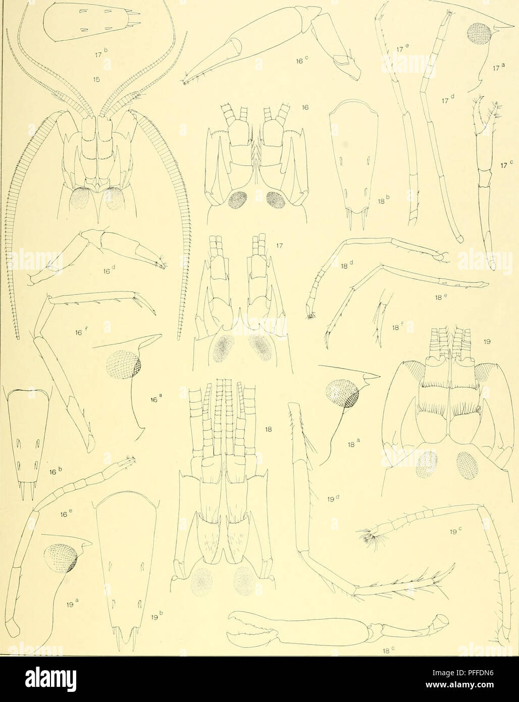This work focuses on the decapod crustaceans collected during the ...
