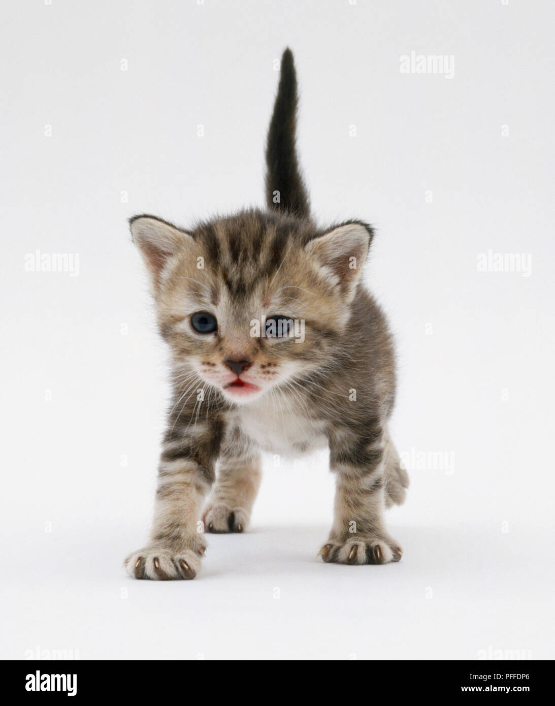 A kitten standing ready to walk Stock Photo - Alamy