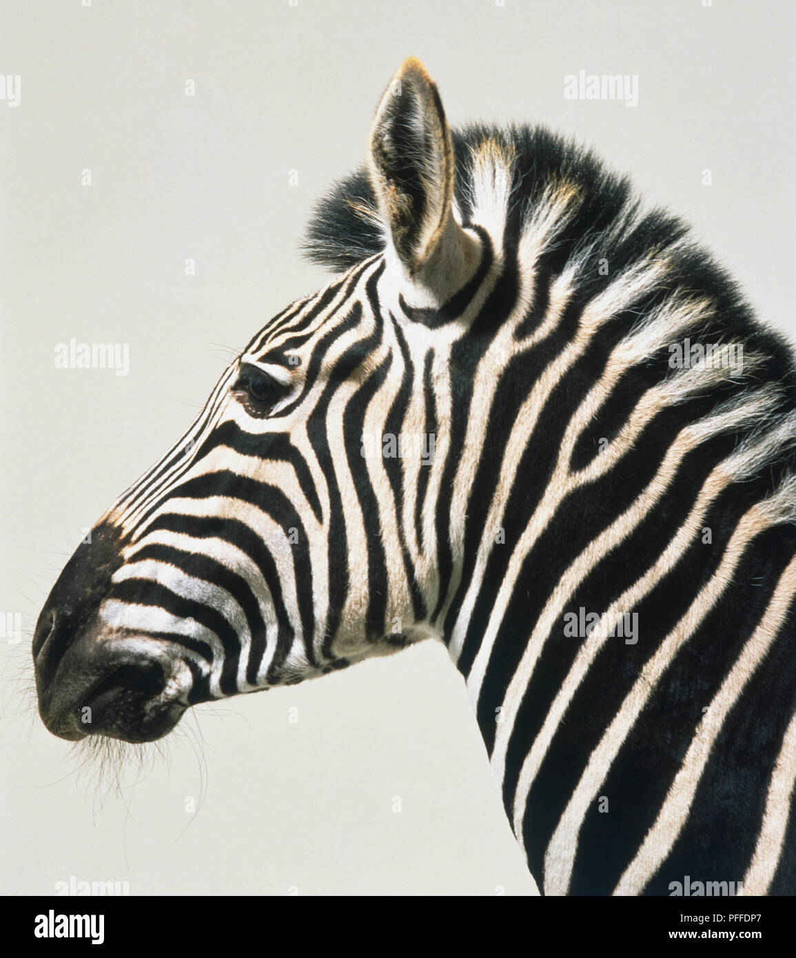 Headshot of a Common Zebra (Equus burchelli), side view Stock Photo - Alamy