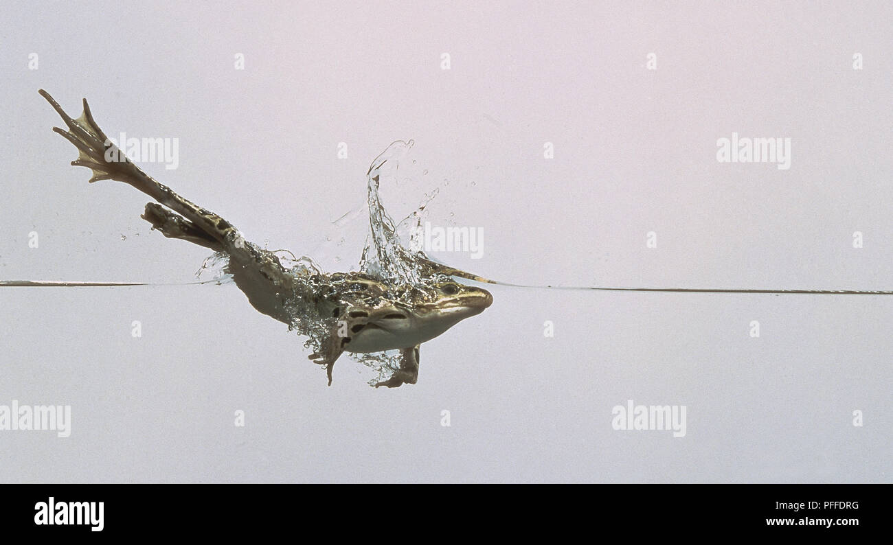 Side view of North American Leopard Frog in mid-leap Stock Photo - Alamy