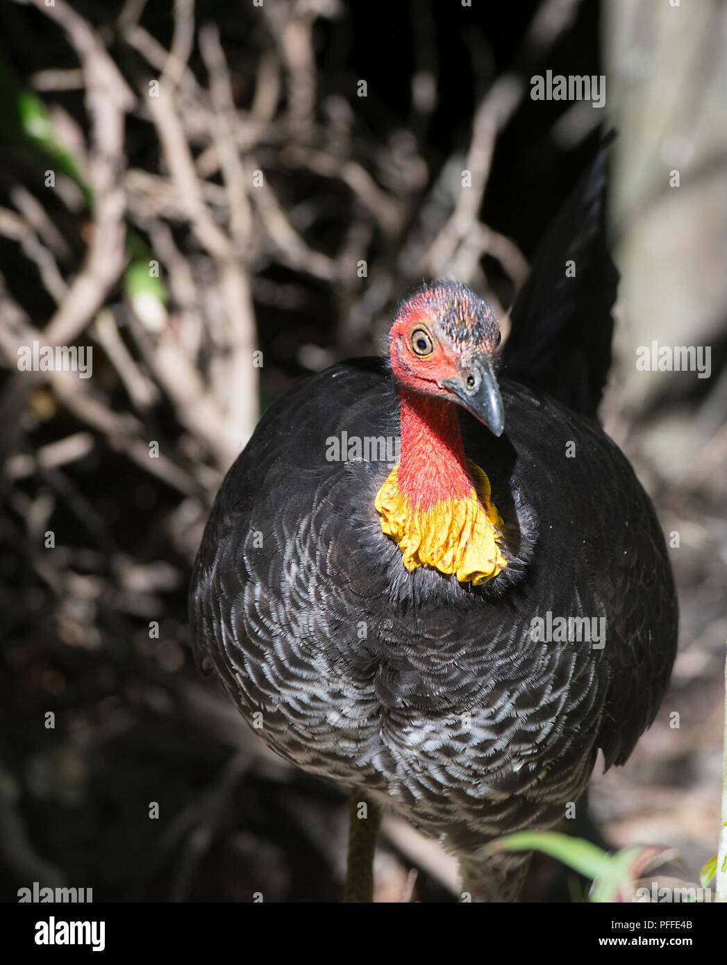 Australian brush-turkey (Alectura lathami), Julatten, Atherton ...
