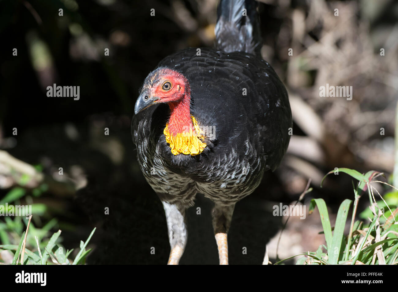 Australian brush-turkey (Alectura lathami), Julatten, Atherton ...