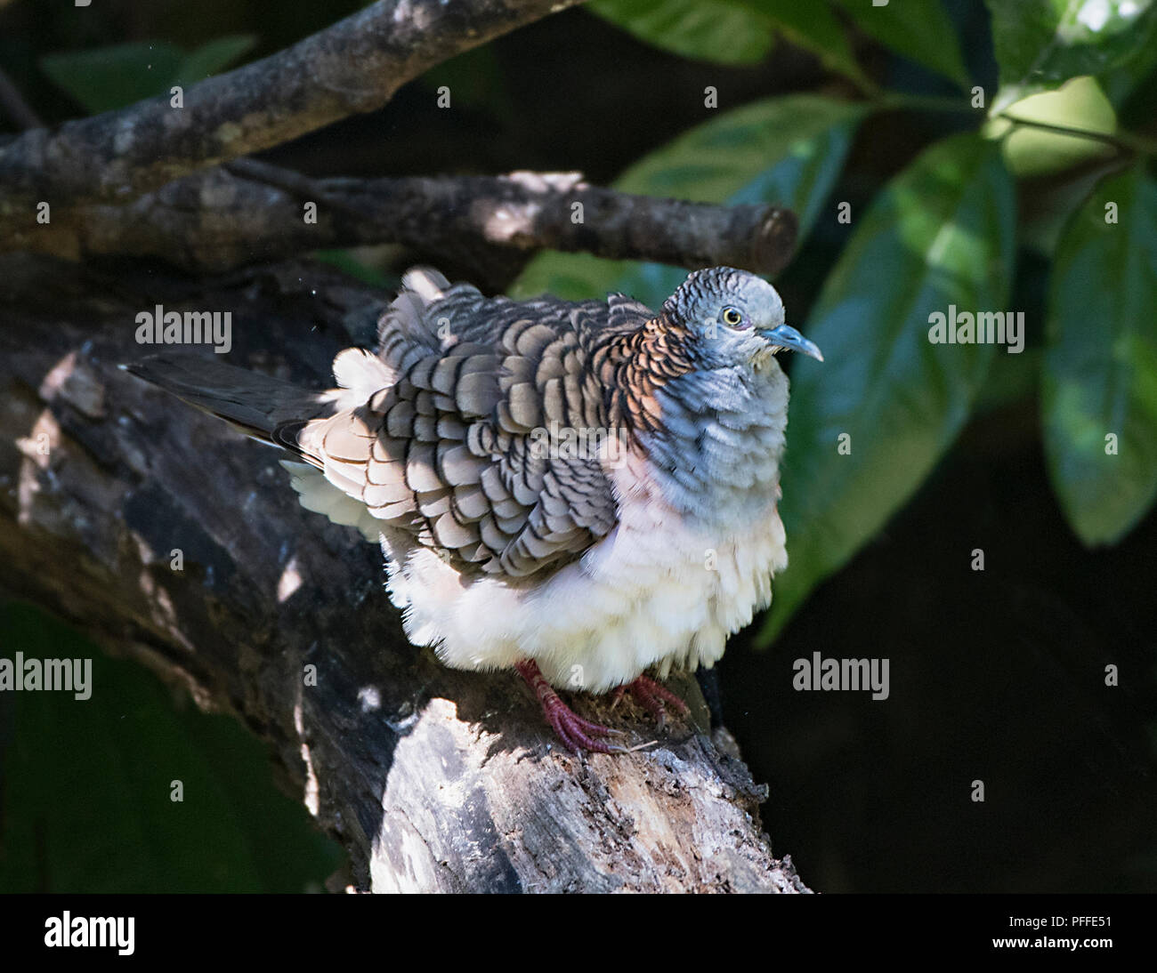 Queensland bar shouldered dove hi-res stock photography and images - Alamy