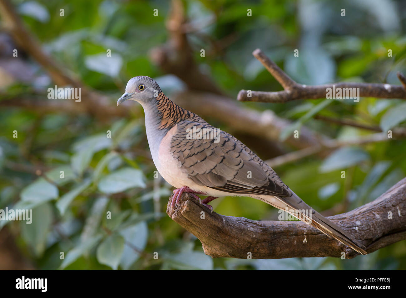 Australian queensland bar shouldered dove geopelia humeralis hi-res ...