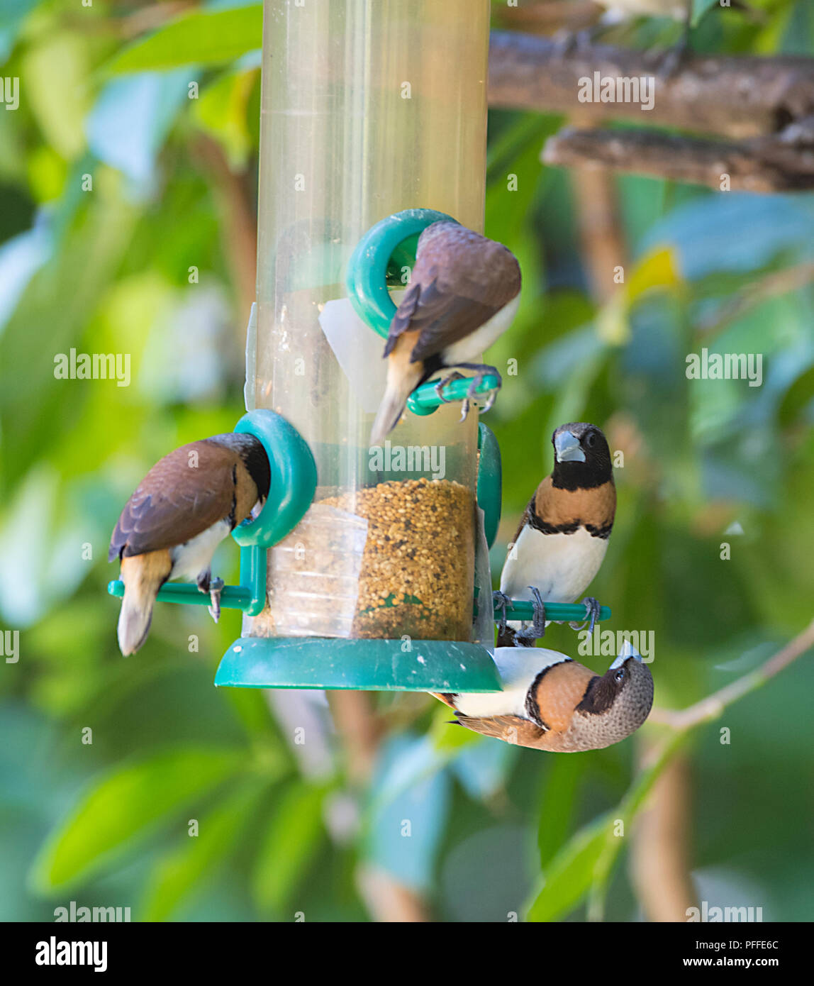 Australian bird at bird feeder hi-res stock photography and images - Alamy