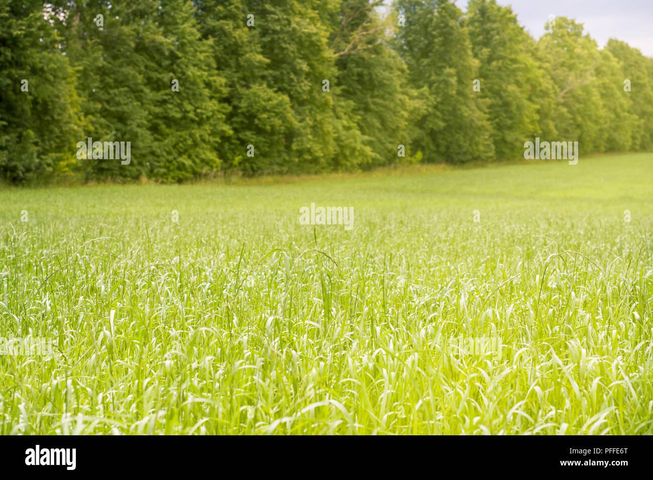 Beautiful morning light in Public Park with green grass field and tree ...