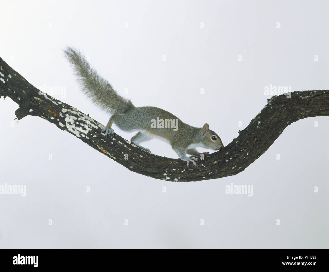Eastern Grey Squirrel (Sciurus carolinensis) running along a branch ...