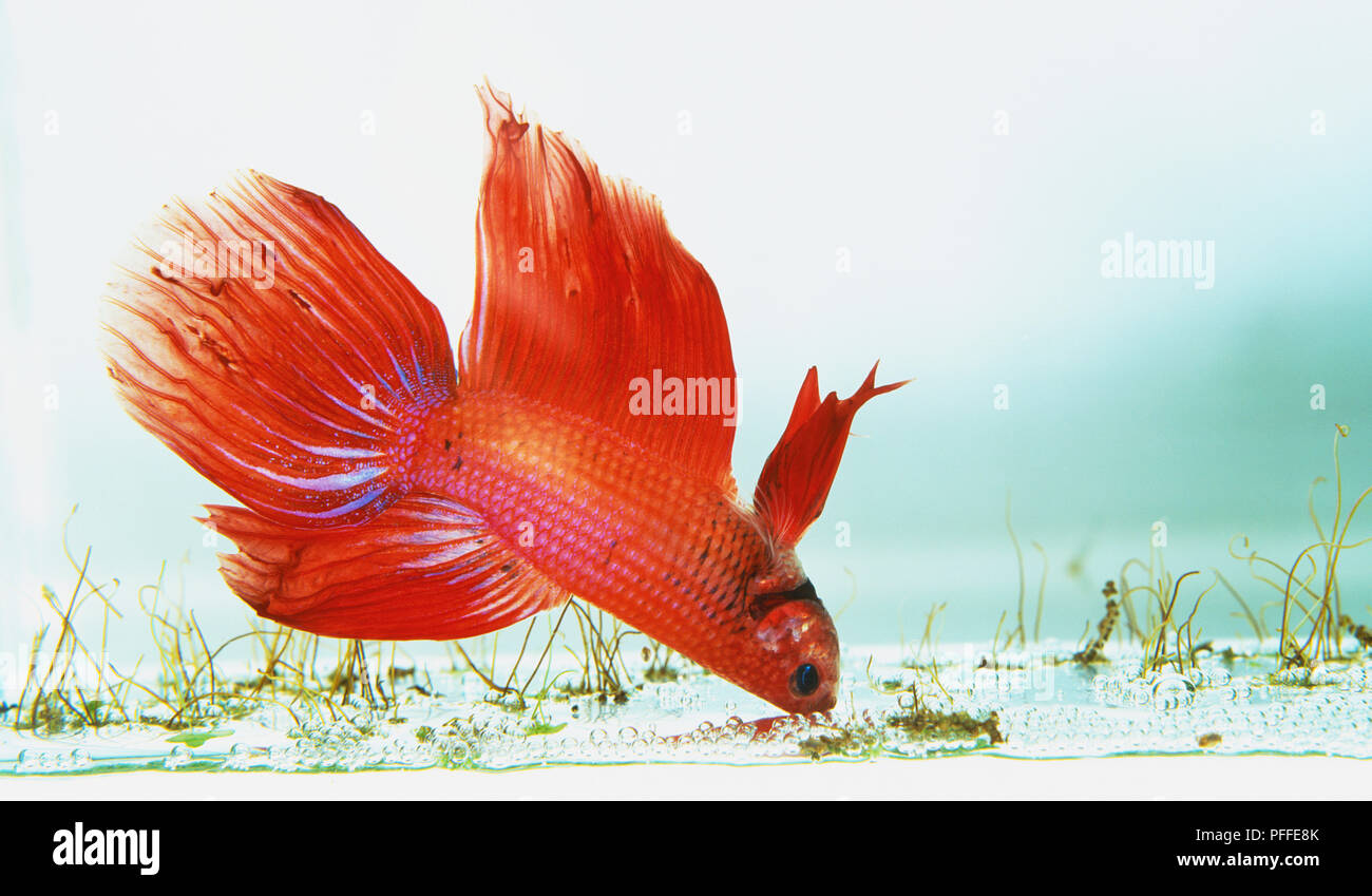 Siamese Fighting Fish (Betta splendens), red fish with long flowing ...