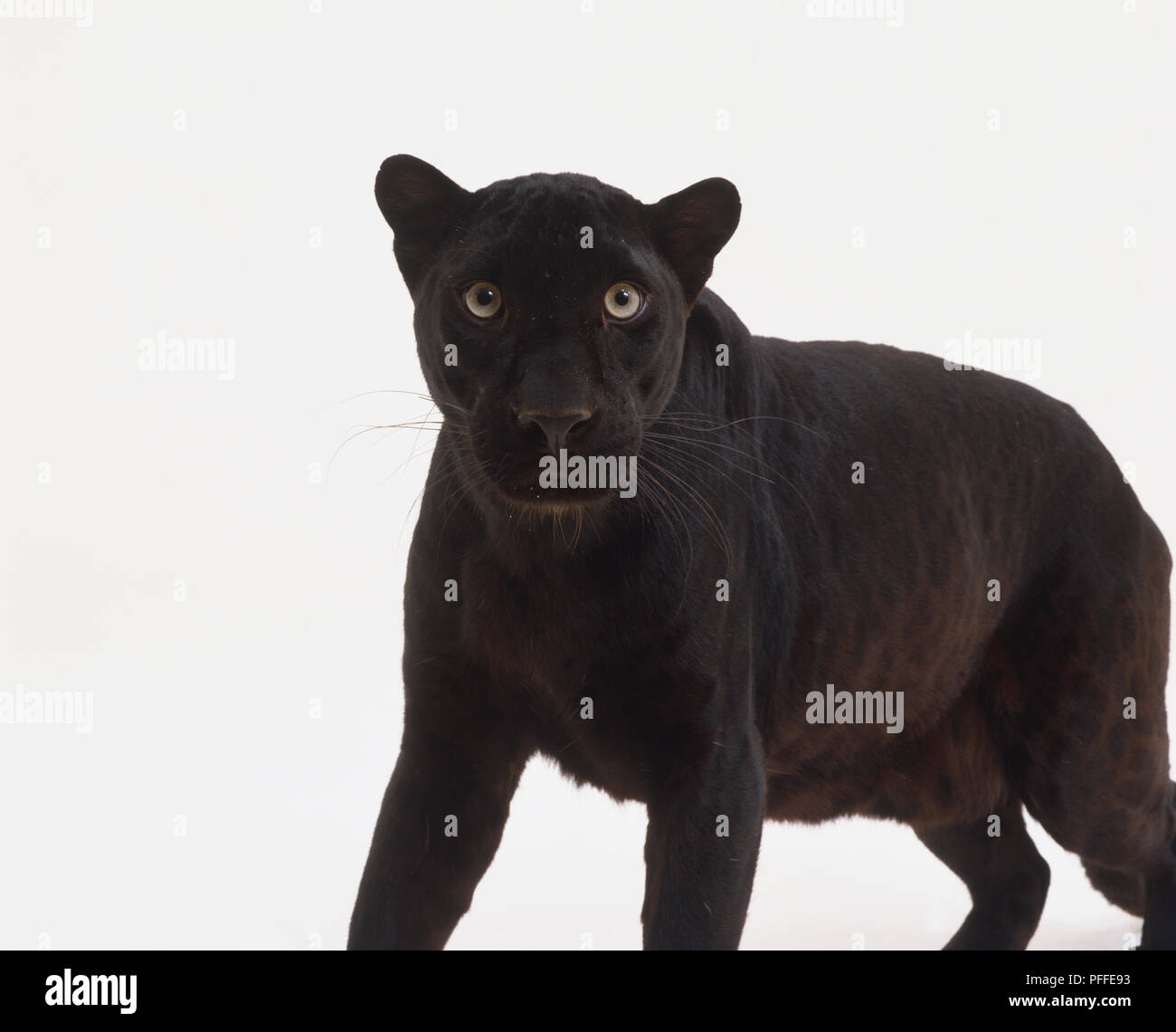 Standing Black Panther (Panthera pardus), looking at camera Stock Photo ...