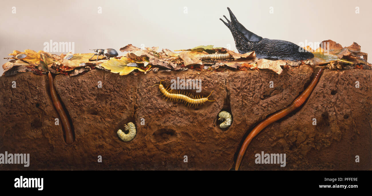 Cross-section model of forest soil including leaf litter, worms and ...